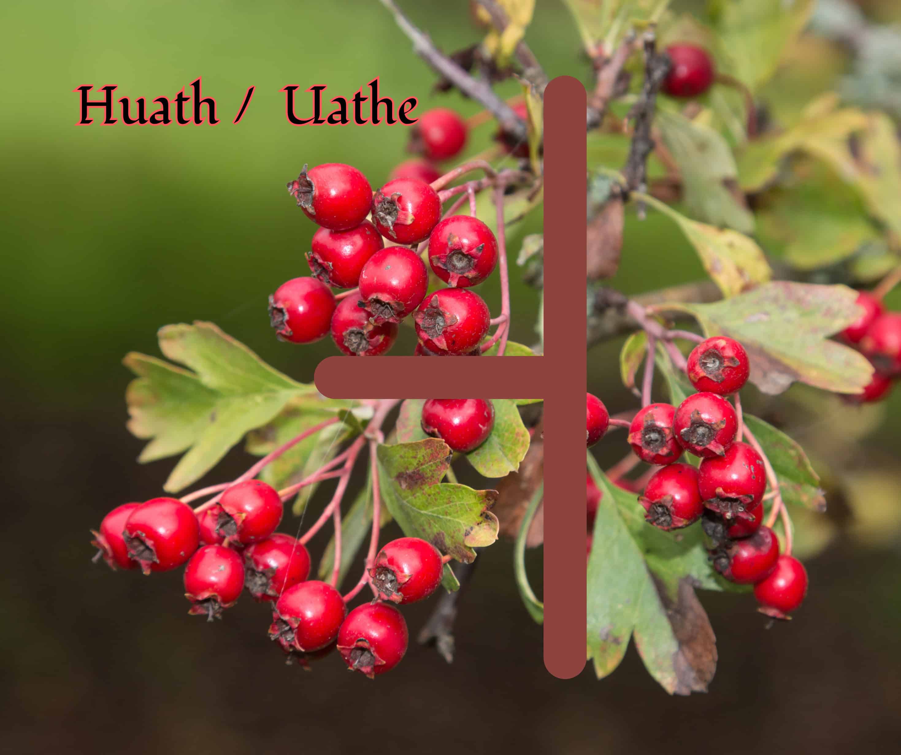 Celtic Ogham Divination - The Practitioner's Handbook