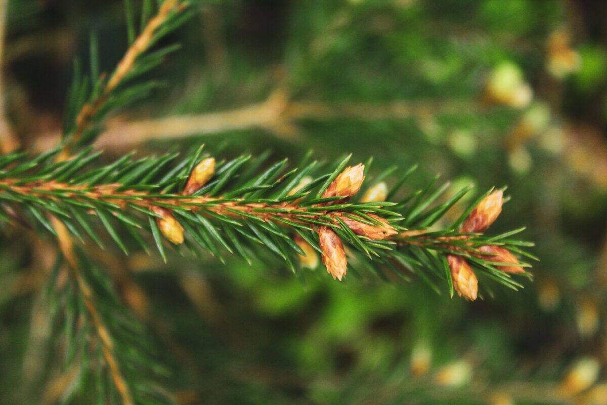 Foraging: Conifer Needles - The Practitioner's Handbook