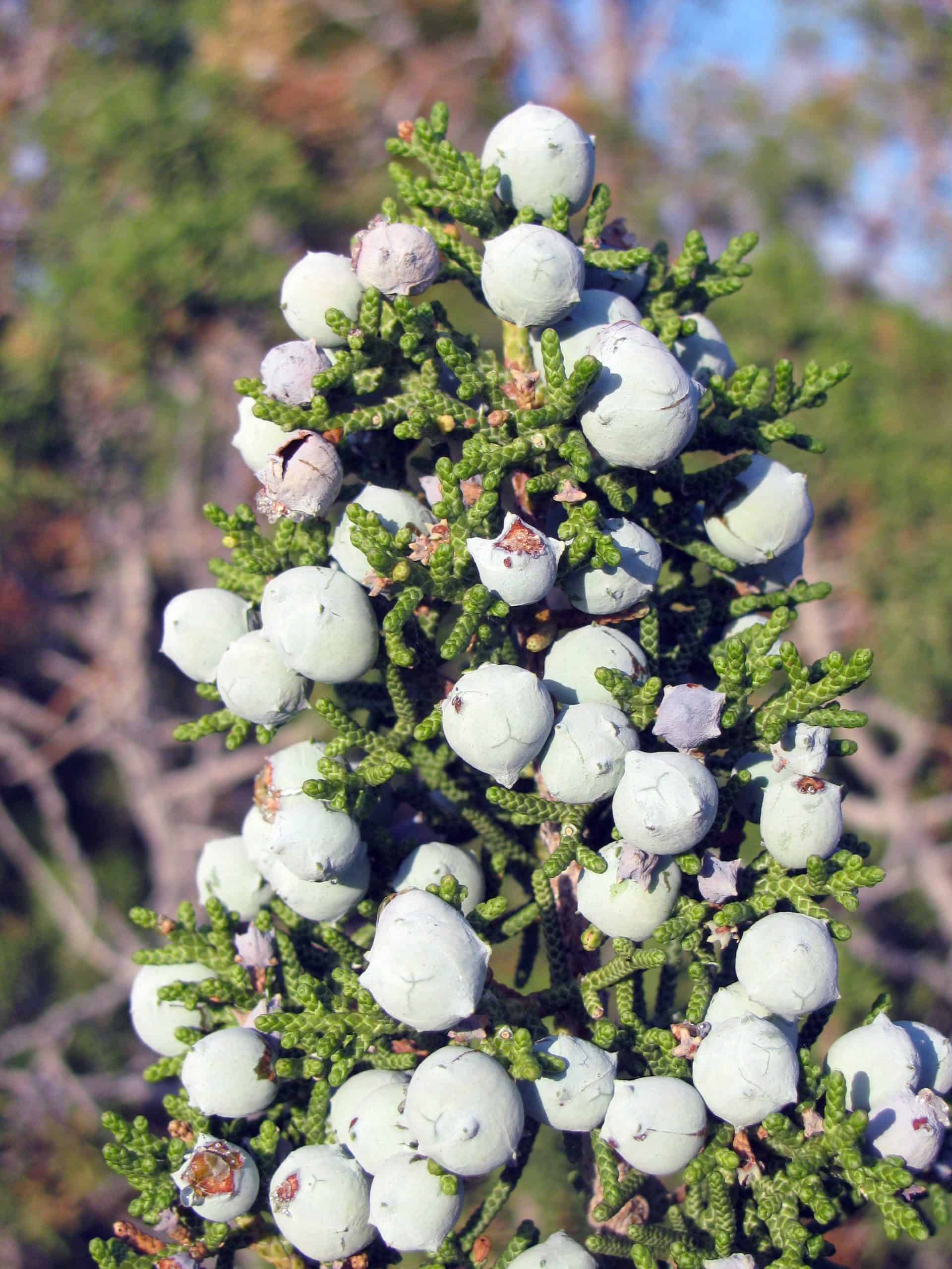 Foraging: Juniper Berries - The Practitioner's Handbook