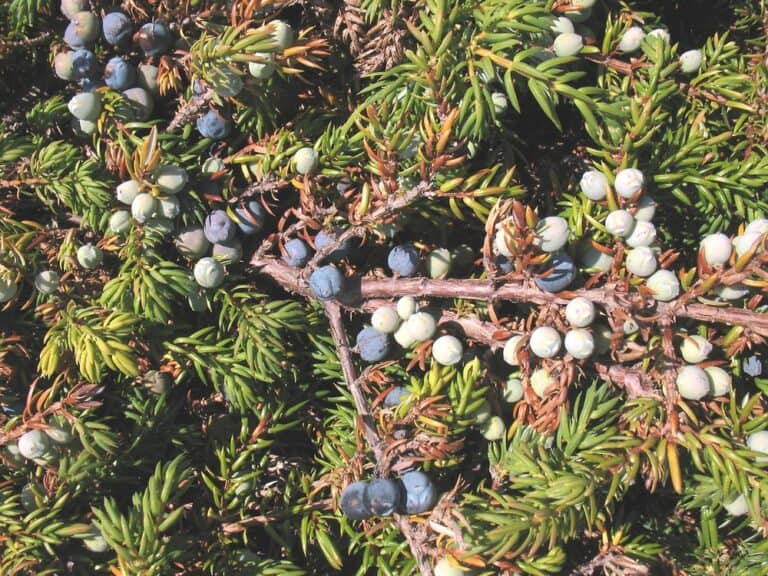 Foraging: Juniper Berries - The Practitioner's Handbook